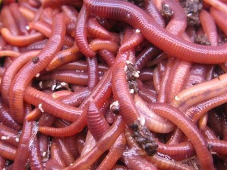 Vermicomposting – Baby Dragon Homesteading